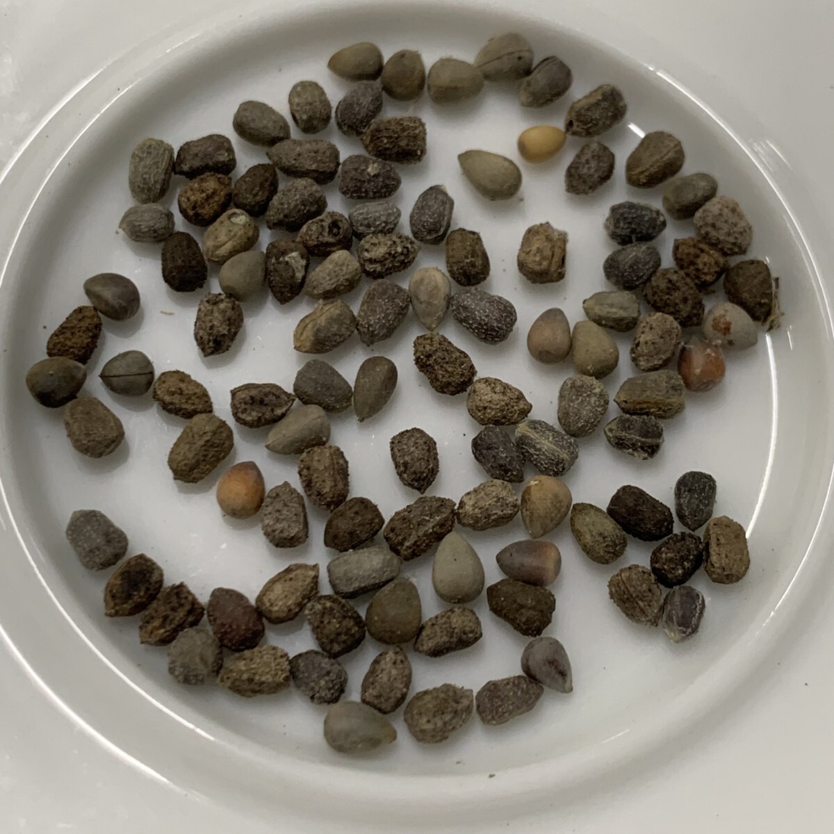 Yahoo!オークション - p71種子110粒塊根植物 ユーフォルビア デセプタ ...