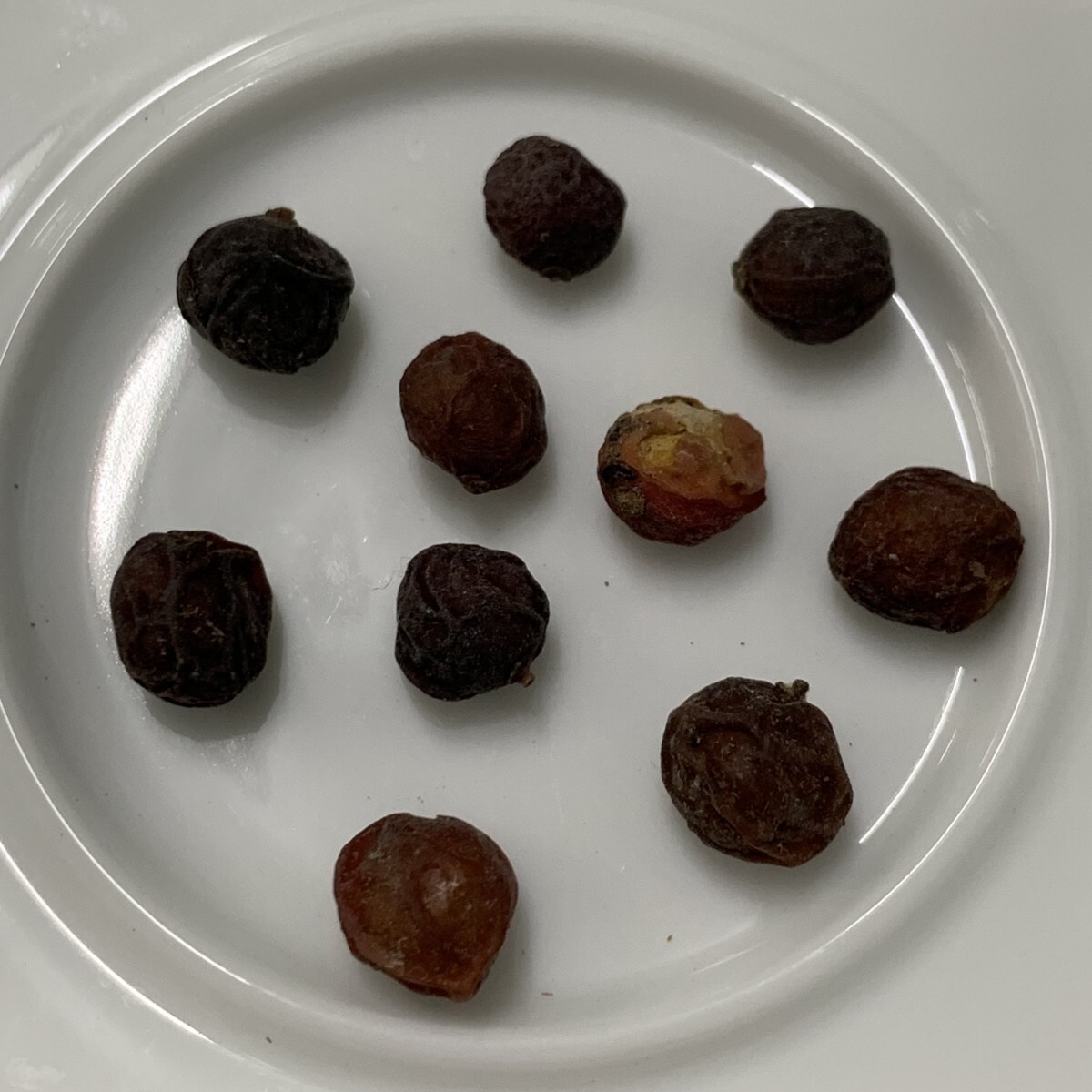 Yahoo!オークション - p39 Operculicarya hyphaenoides オペルクリカリ...