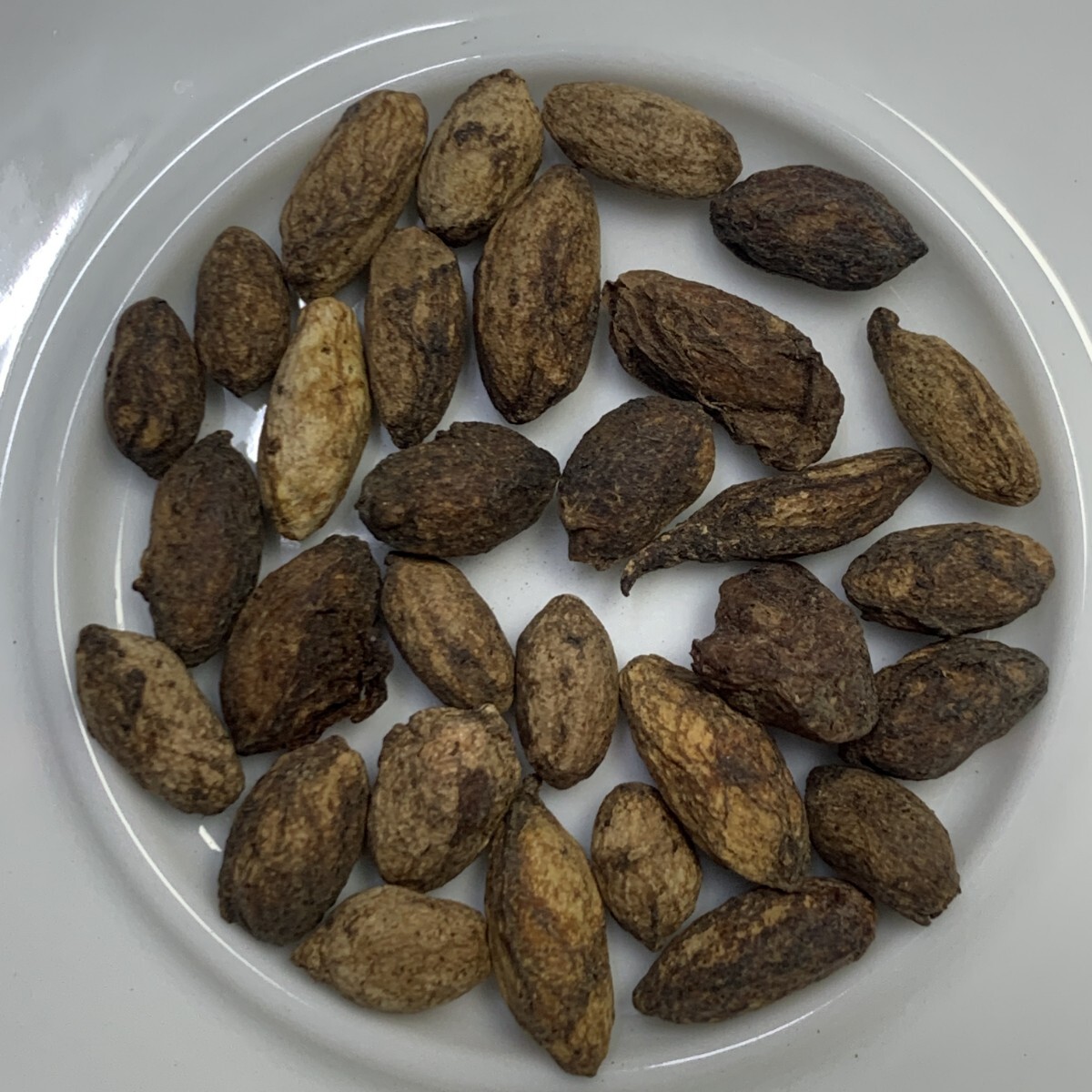 Yahoo!オークション - s890 種子30粒 スタート キフォステンマ ウター ...