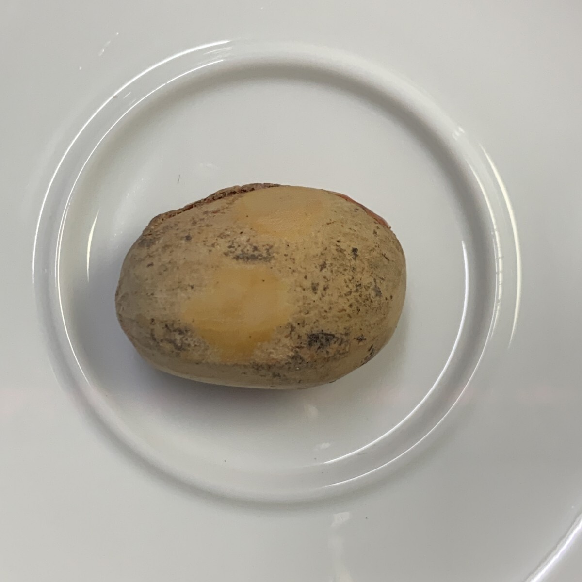 Yahoo!オークション - s1031 種子1粒Encephalartos Manikensis