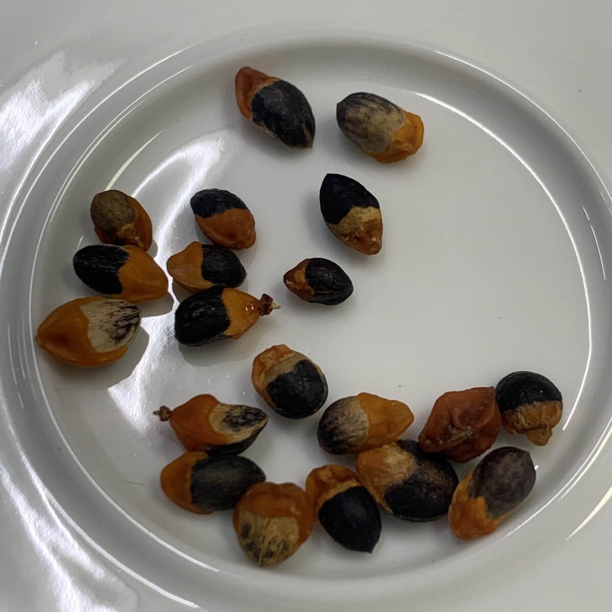 Yahoo!オークション - s1005 種子20粒 Commiphora namaensis 郵便局-ク...