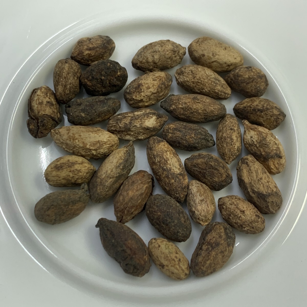 Yahoo!オークション - s1213 種子30粒 スタート キフォステンマ ウター...