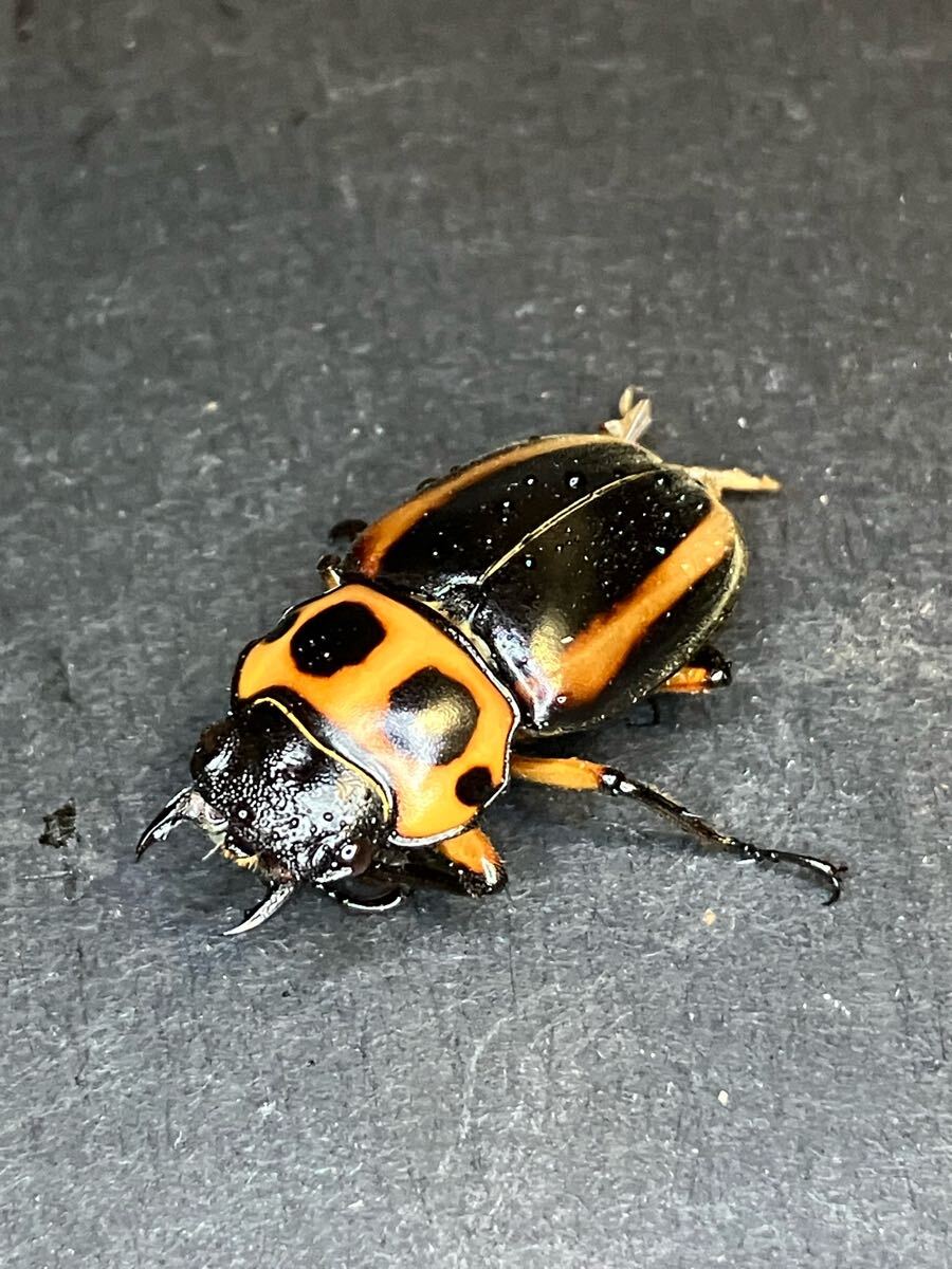 Yahoo!オークション - メンガタメリークワガタ CBF2 ♀28.0 単品 新成...