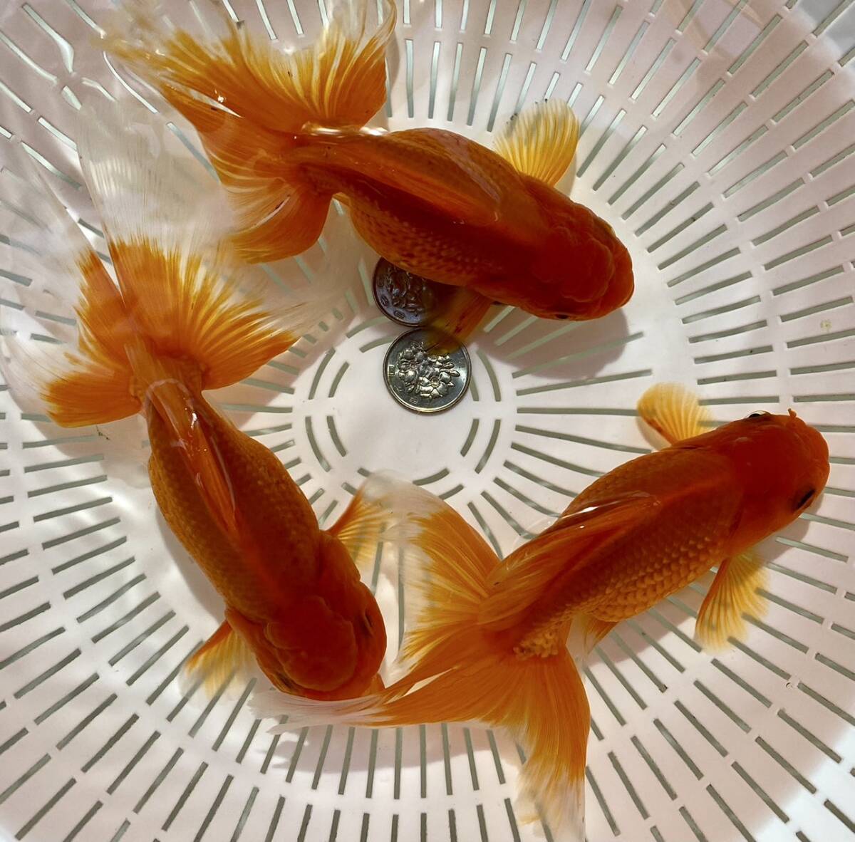 Yahoo!オークション - Y-2 大オランダ 2歳 15cm~16cm 3匹 ≪五≫ (沖...