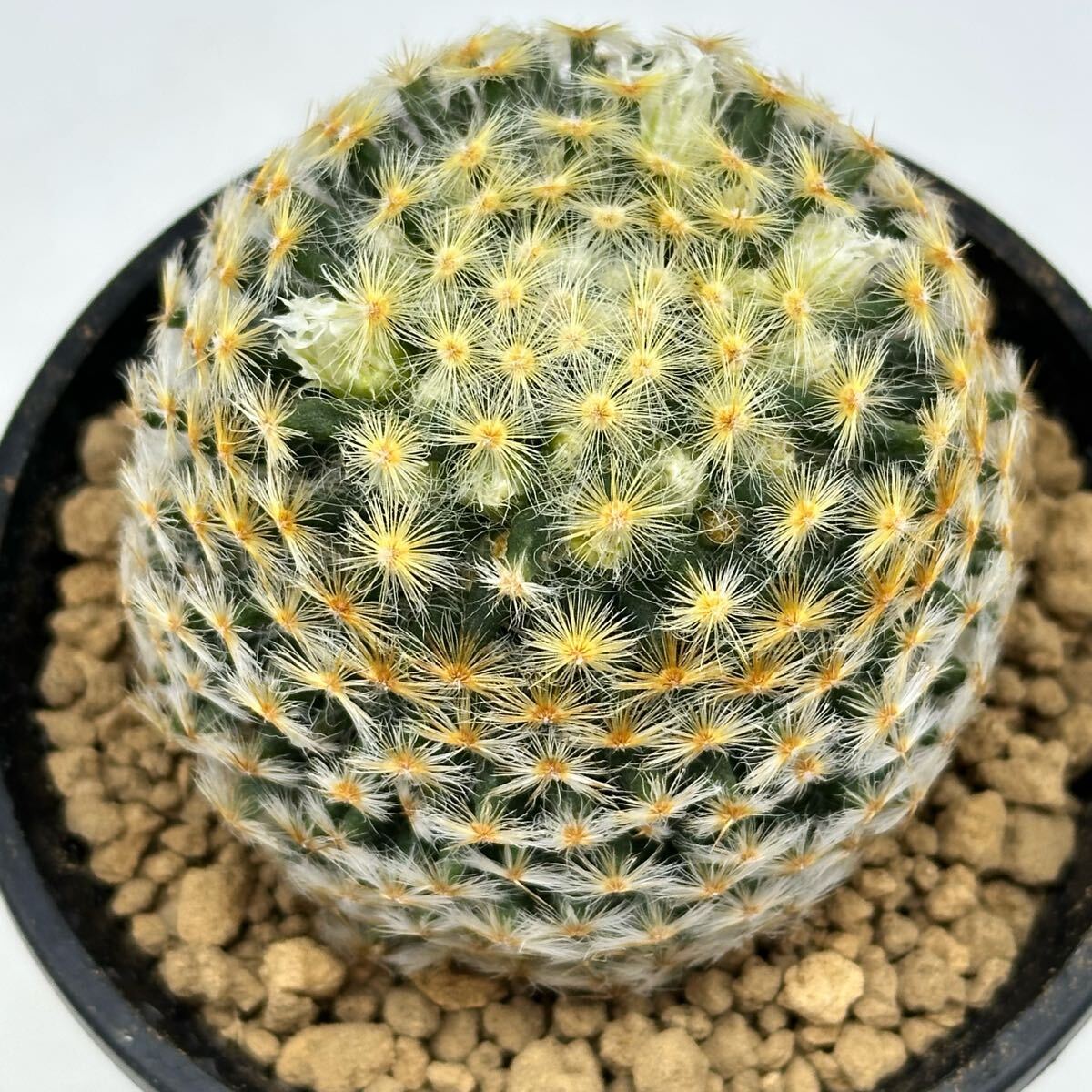Yahoo!オークション - マミラリア 明星 サボテン・多肉植物 CACTI7 574