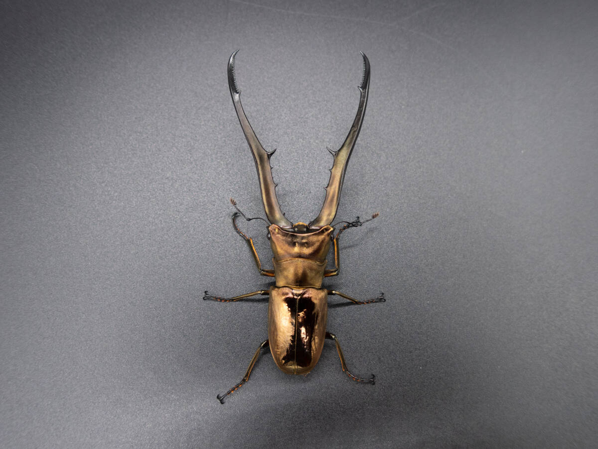 ♂86.5mm ♀28.5mm WF2 イソガイ タリアブ メタリフェルホソアカクワガタ(外国産)｜売買されたオークション情報、yahooの商品情報をアーカイブ公開 - オークファン ...