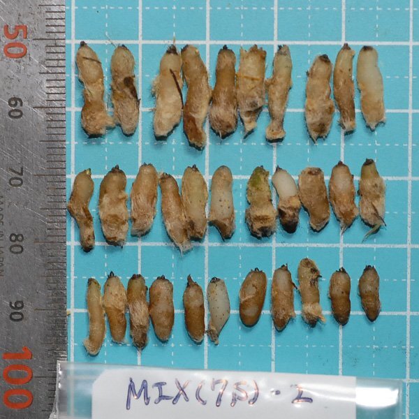 Yahoo!オークション - MIX (7S)-2 イワチドリ 岩千鳥 『ミックス球根 ...