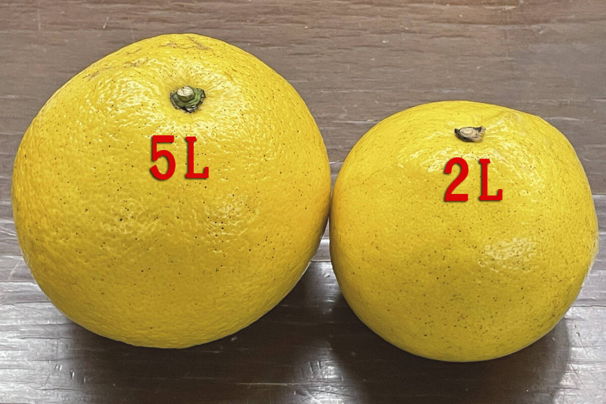 Yahoo!オークション - 大玉4L5L混載 【土佐文旦】 本場高知県産 お味...