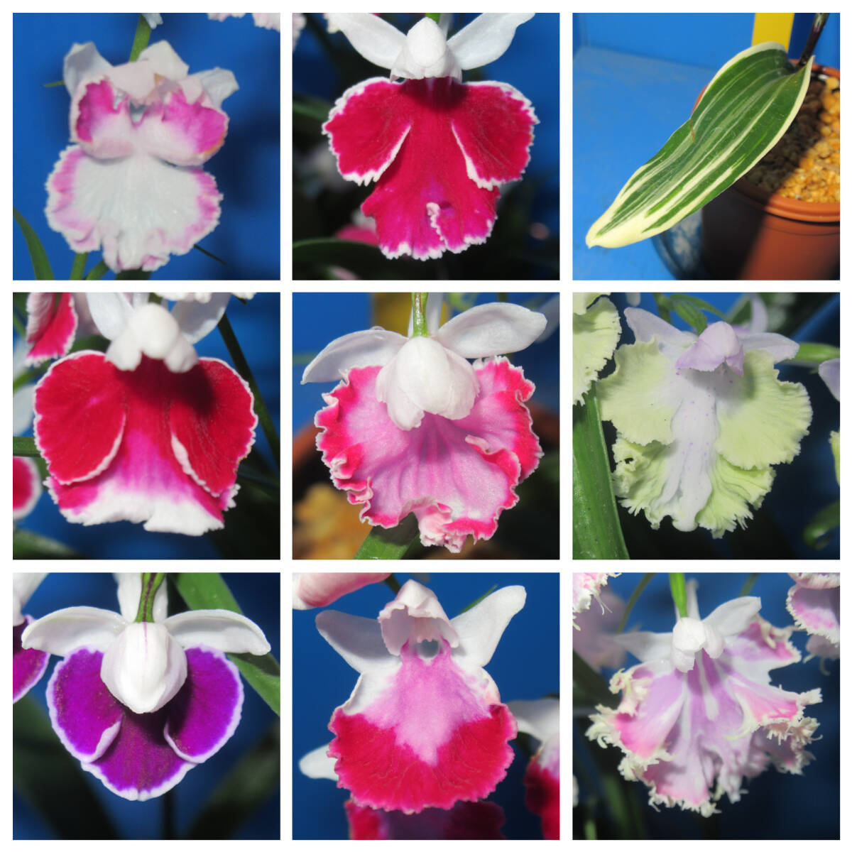 Yahoo!オークション - ウチョウラン 各種交配混合球 M~L30球 b29