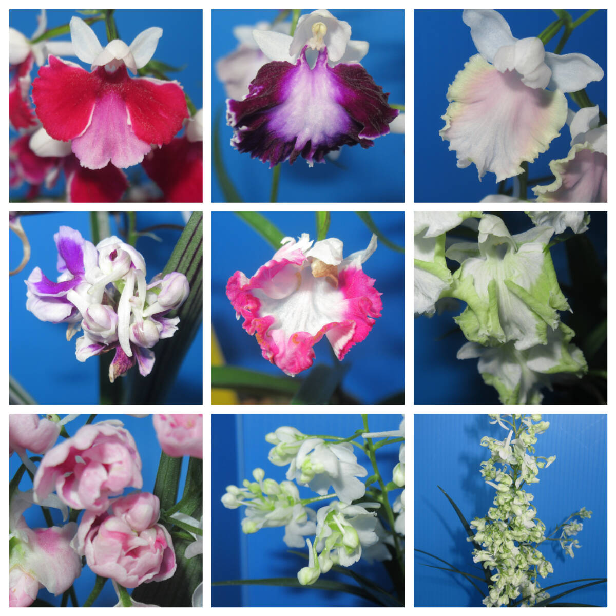 Yahoo!オークション - ウチョウラン 各種交配混合球 M~L30球 b29