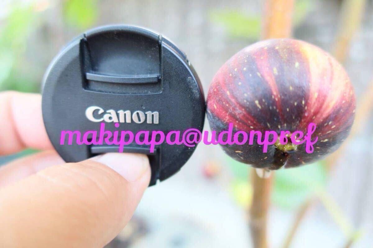 Yahoo!オークション - イチジク穂木 Bordissot Negra Rimada 穂木 挿し...