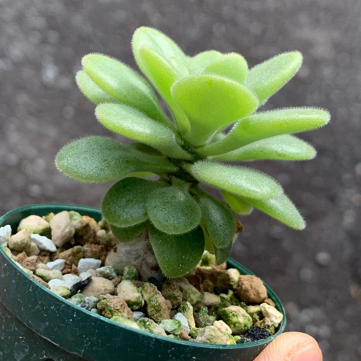 Yahoo!オークション - Tylecodon racemosus JAA 1091 チレコドン ラケ...