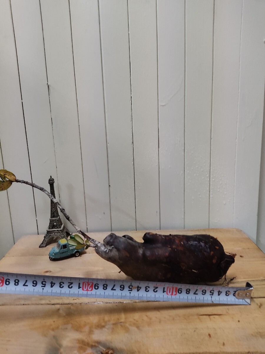 Yahoo!オークション - L079激レア 超希少種 大株 ヒドノフィツム カミ...