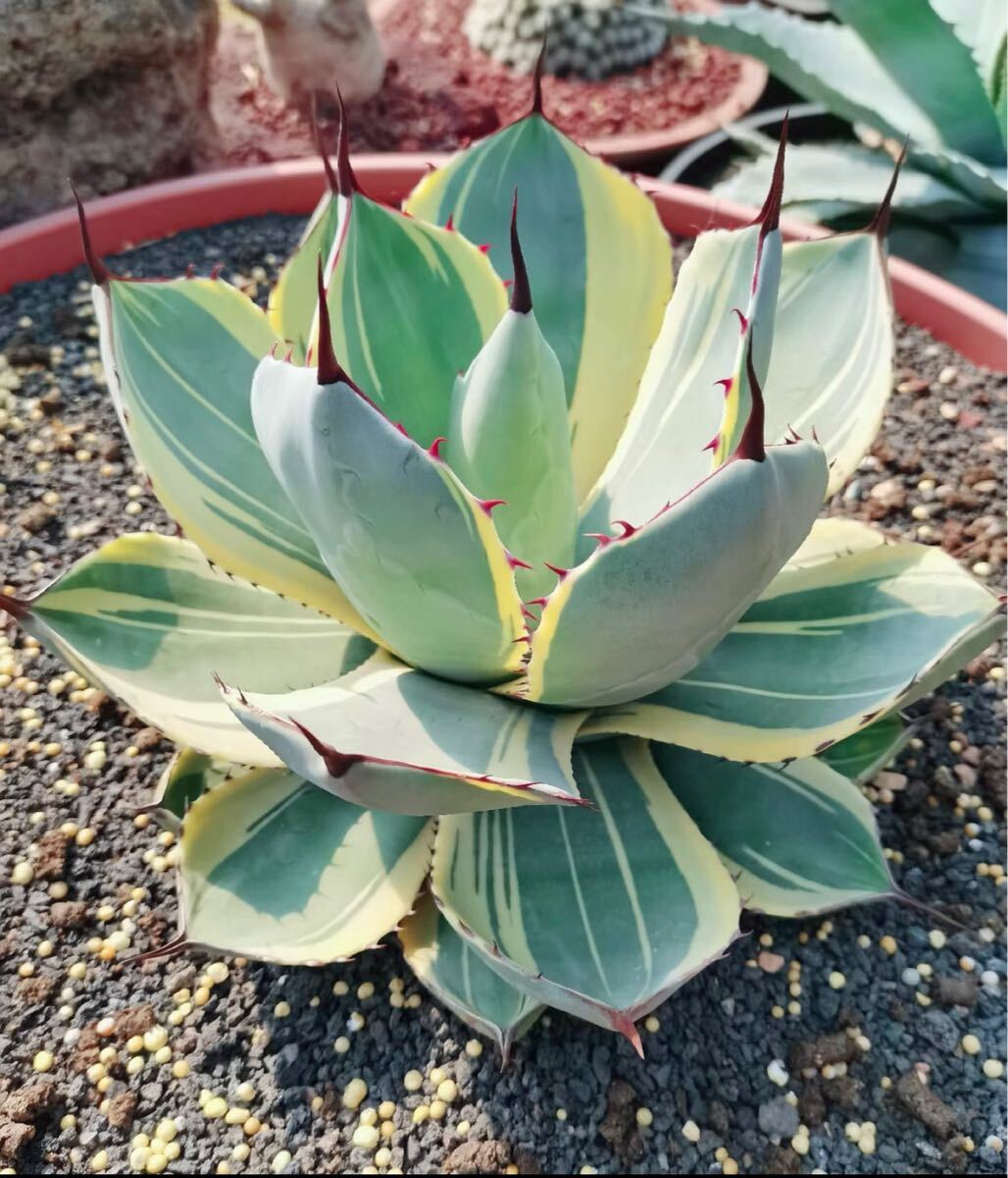 Yahoo!オークション - 【FJ Agave】92 Agave parryi truncata Orizaba ...