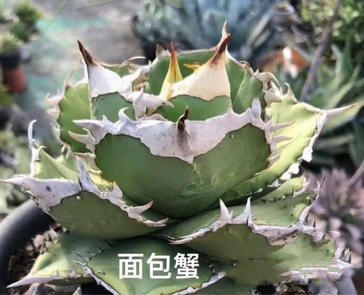Yahoo!オークション - 【FJ Agave】29 アガベ 碎鑽（面包蟹）特選tc株 ...