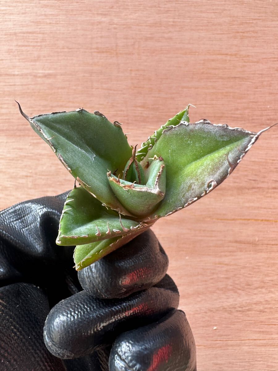 Yahoo!オークション - 【FJ Agave】2アガベ貔貅 TC株 特選