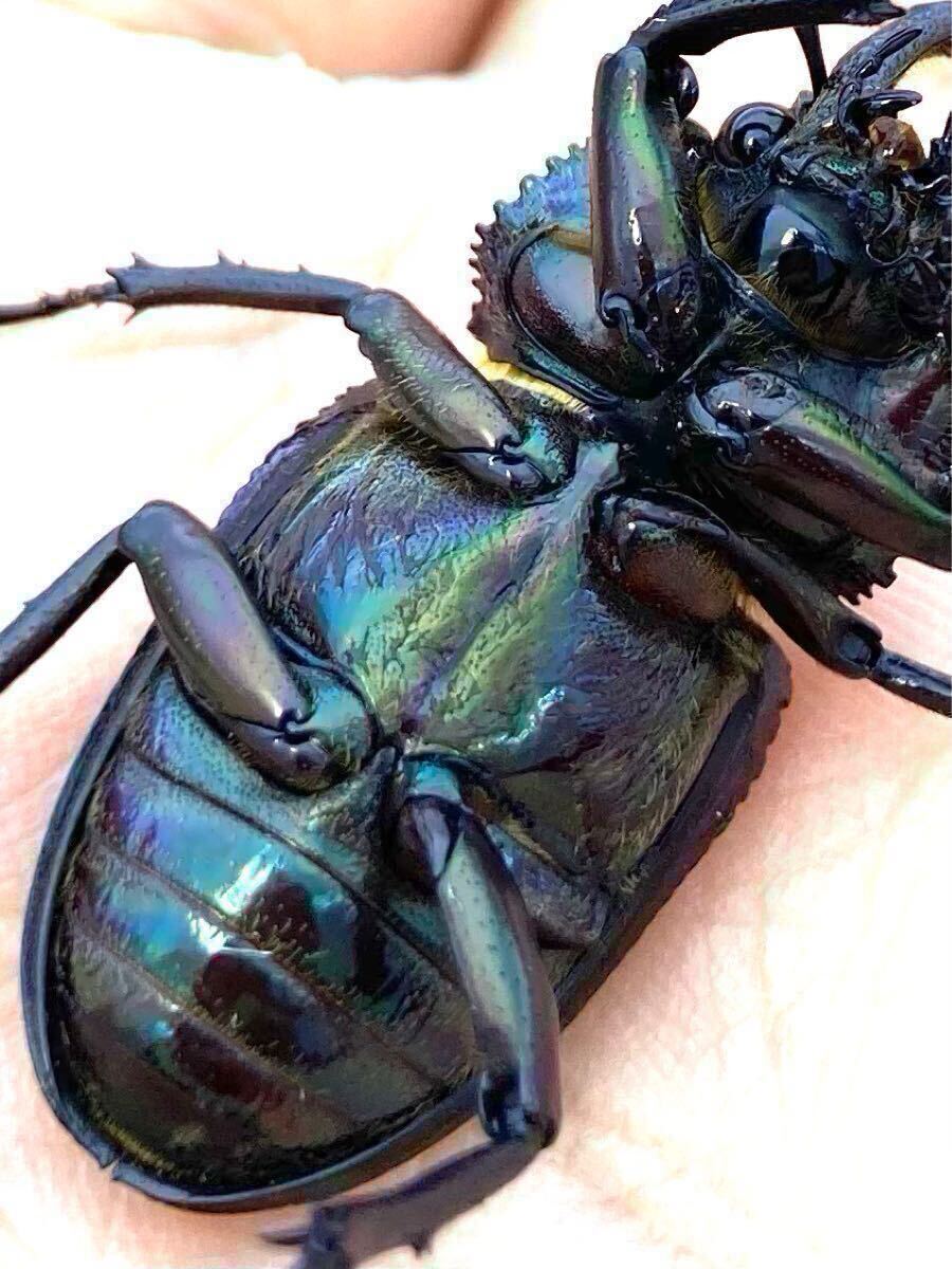 Yahoo!オークション - 746 m 紫紺 CBF2 幼虫9頭 ニジイロクワガタ