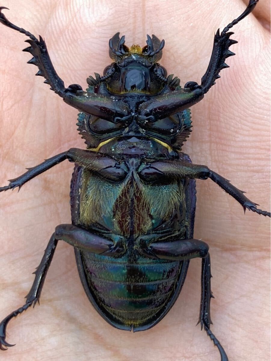 Yahoo!オークション - 752 f 紫紺 CBF2 幼虫9頭 ニジイロクワガタ