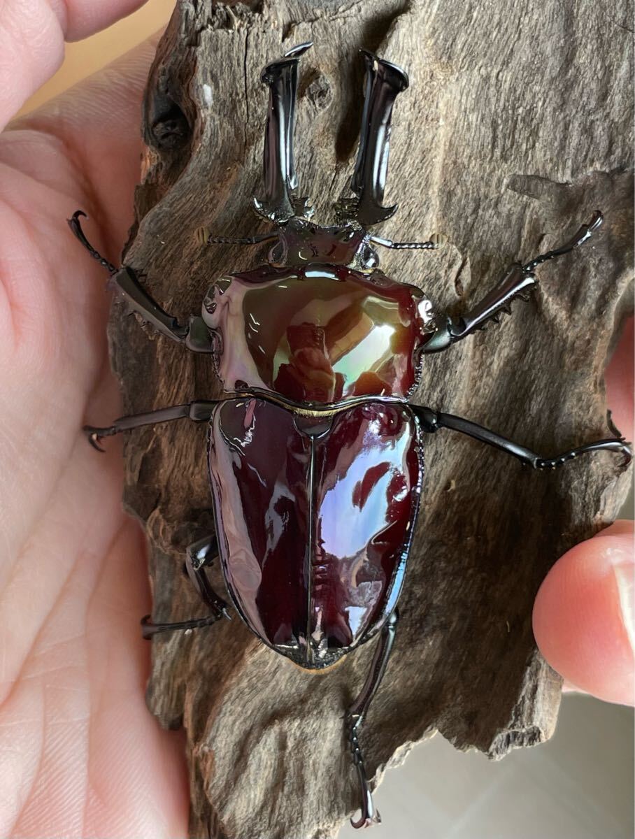 Yahoo!オークション - 驚異の光沢 幼虫5匹CBF2 管理色 オーロラ改 紫...