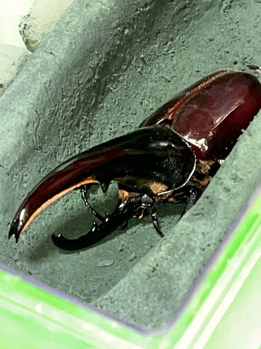 Yahoo!オークション - DHヘラクレス・極短極太・C68メテオ 新成虫♀単...