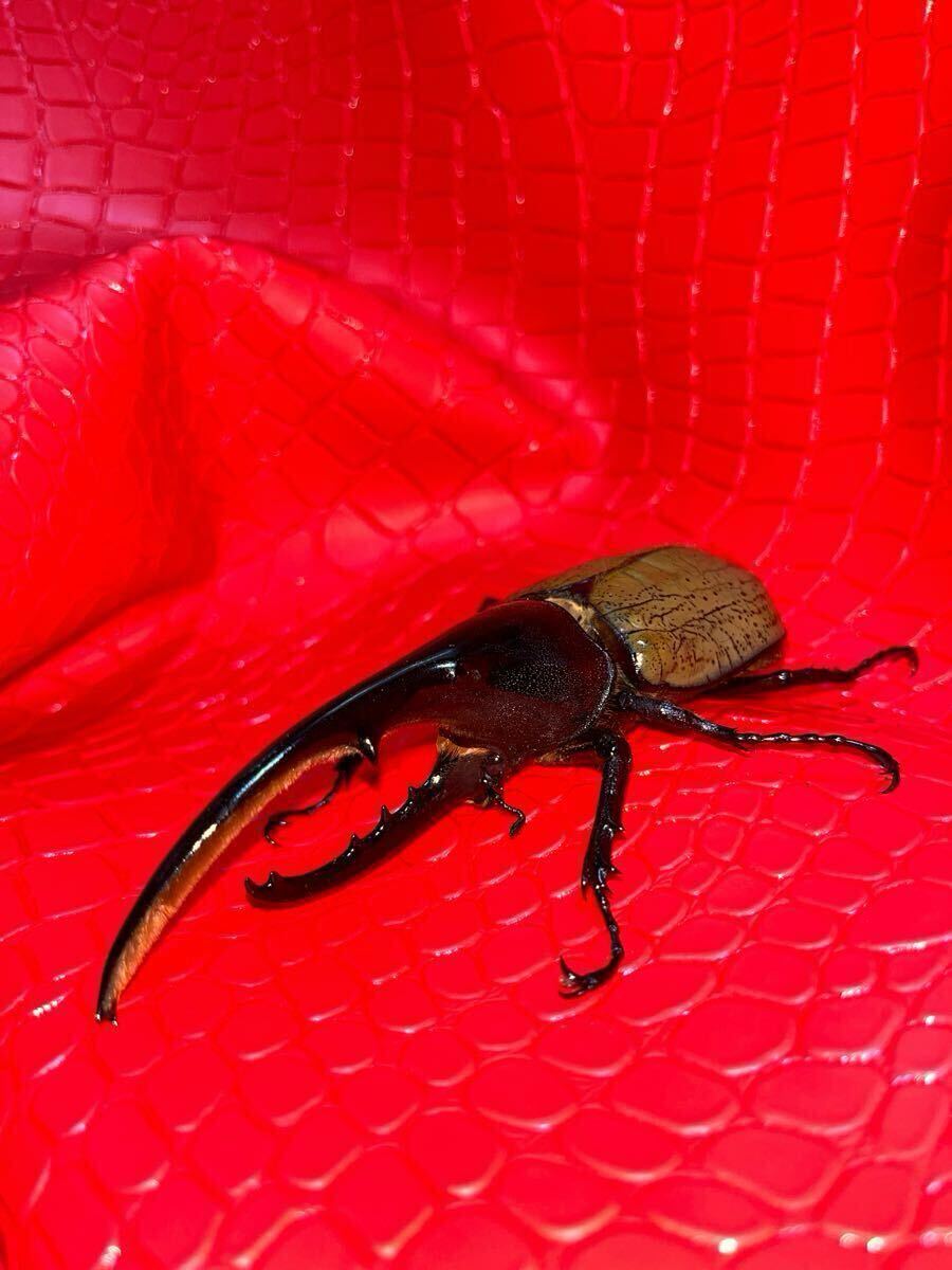 Yahoo!オークション - DHヘラクレス・極太極短・C68メテオ・新成虫ノー...