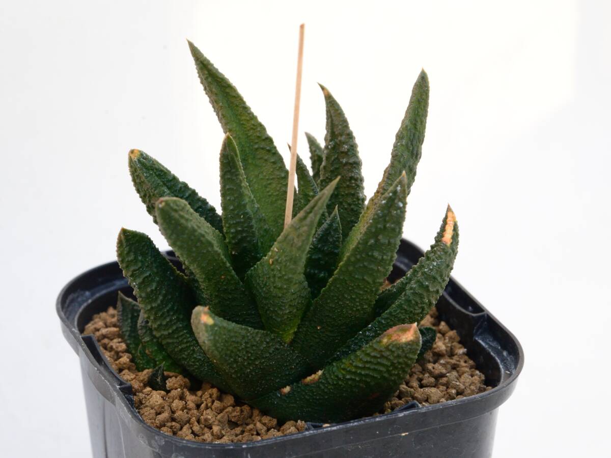 Yahoo!オークション - H. hyb. 20008 (ビスカブラ × limifolia var. a...
