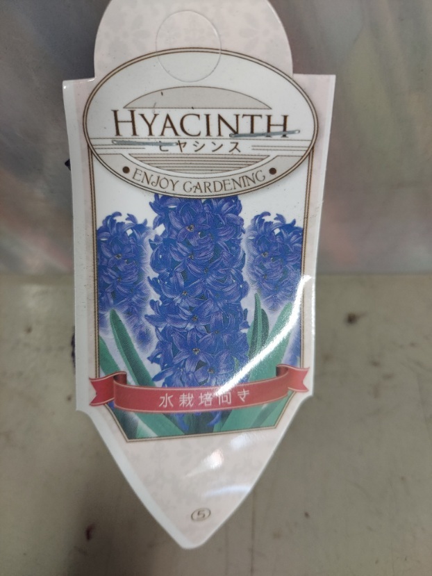 Yahoo!オークション - 即決 値下げ特価 送料無料 人気 一重咲 鉢植え ...