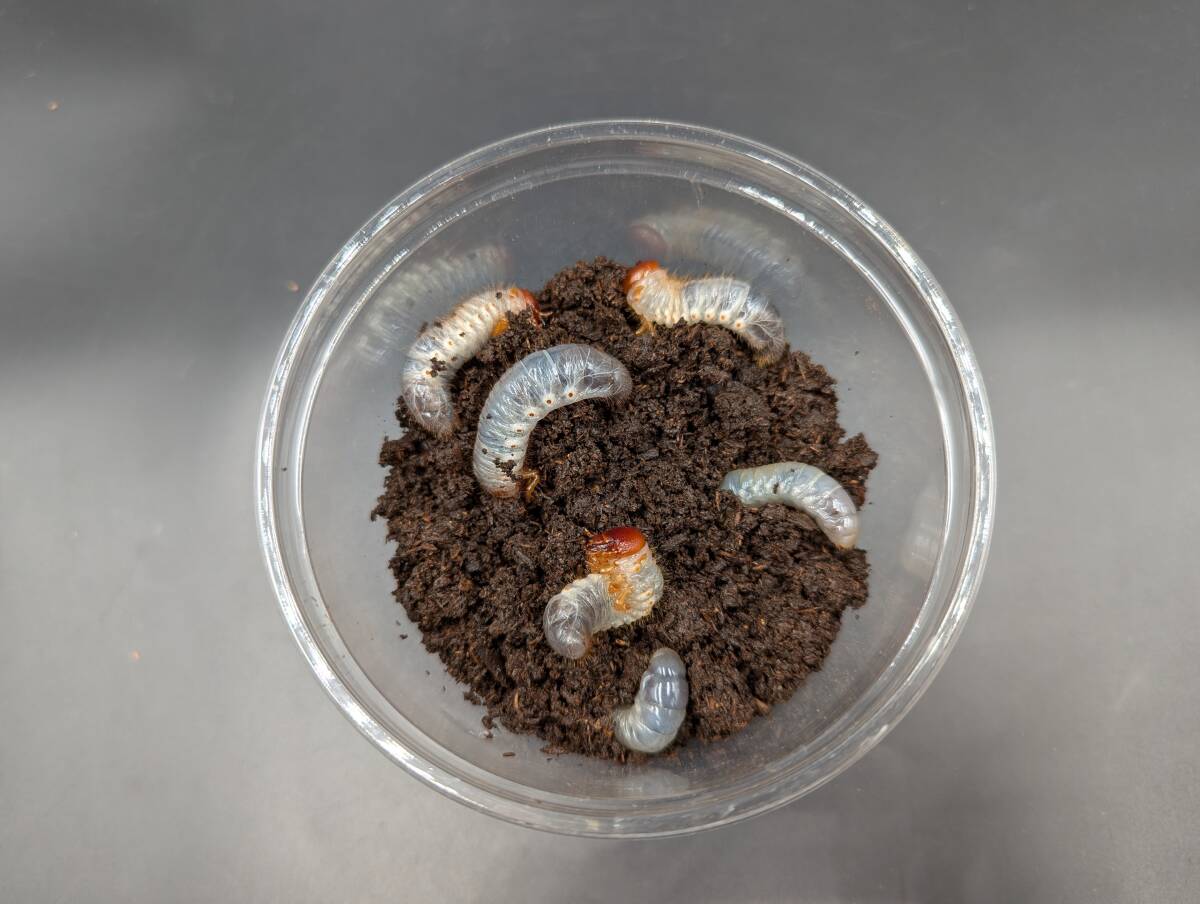 Yahoo!オークション - ゴホンヅノカブト タイ産 WF1 2齢幼虫5匹②...