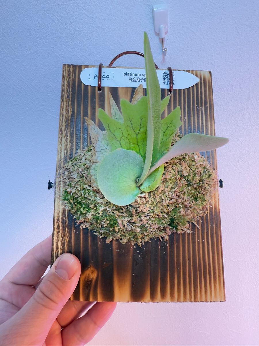 Yahoo!オークション - ビカクシダ P. 'Platinum' Snow Queen F303 spor...