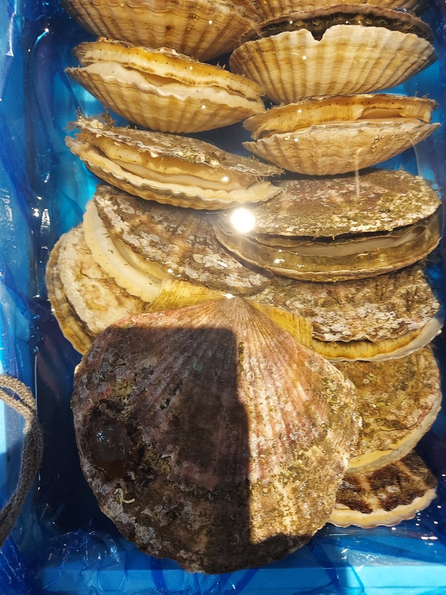 Yahoo!オークション - ホタテ中10cm 5枚セット350円即決