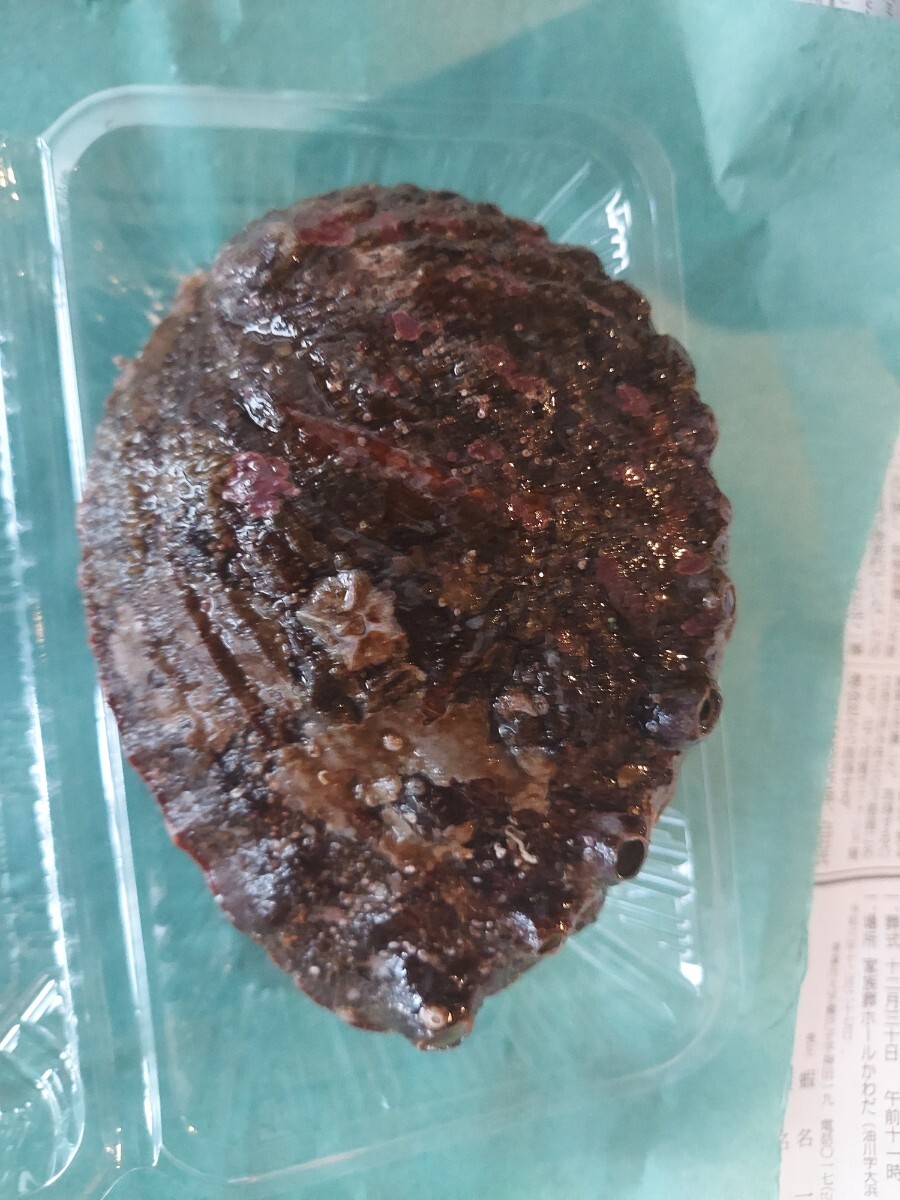 Yahoo!オークション - 巨大アワビ275g位1個4598円即決