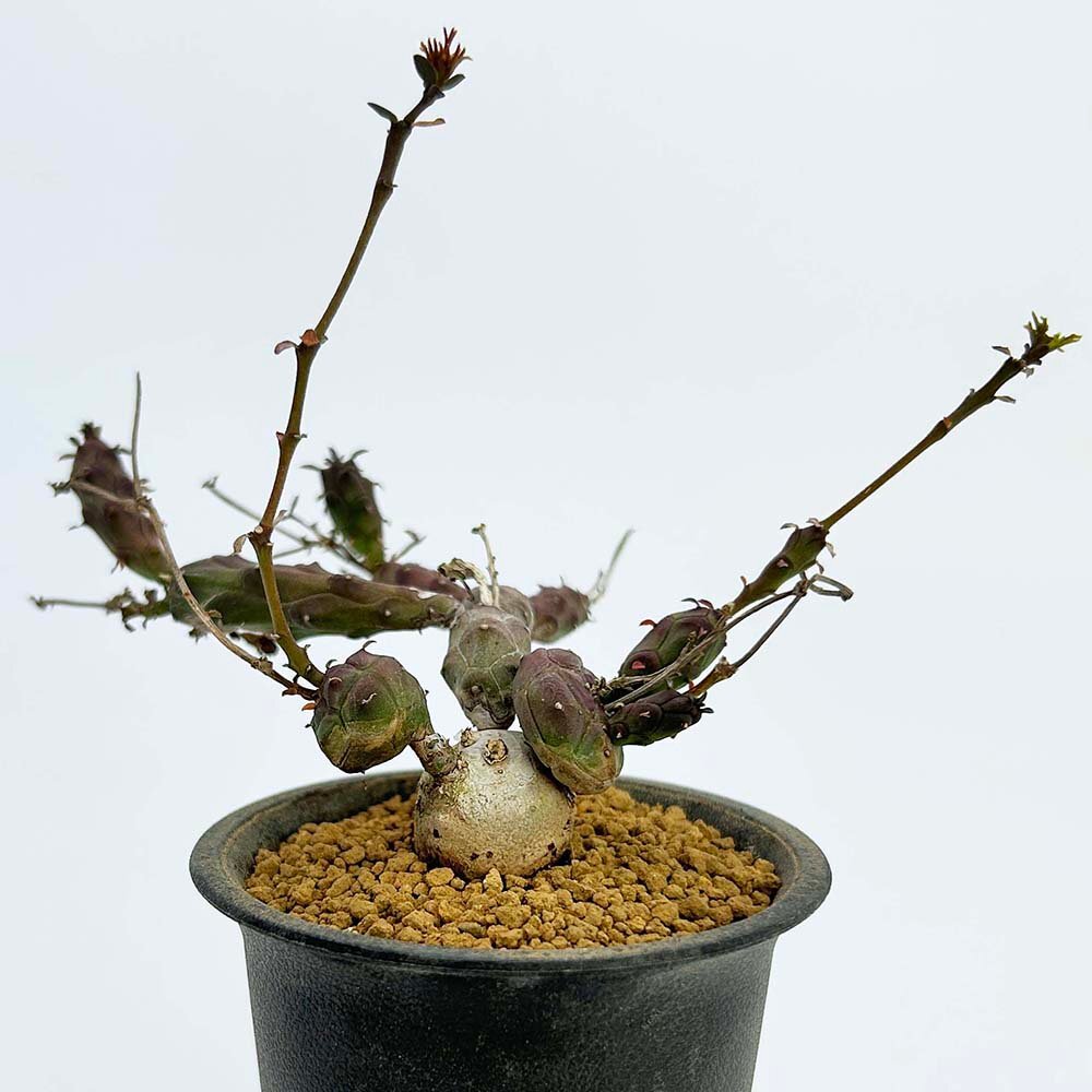 Yahoo!オークション - ユーフォルビア グロボーサ 2.5号 A0161