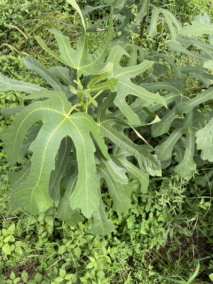 Yahoo!オークション - 【JFE由来】 Smith (JFE) スミス (JFE) 【イチジ...