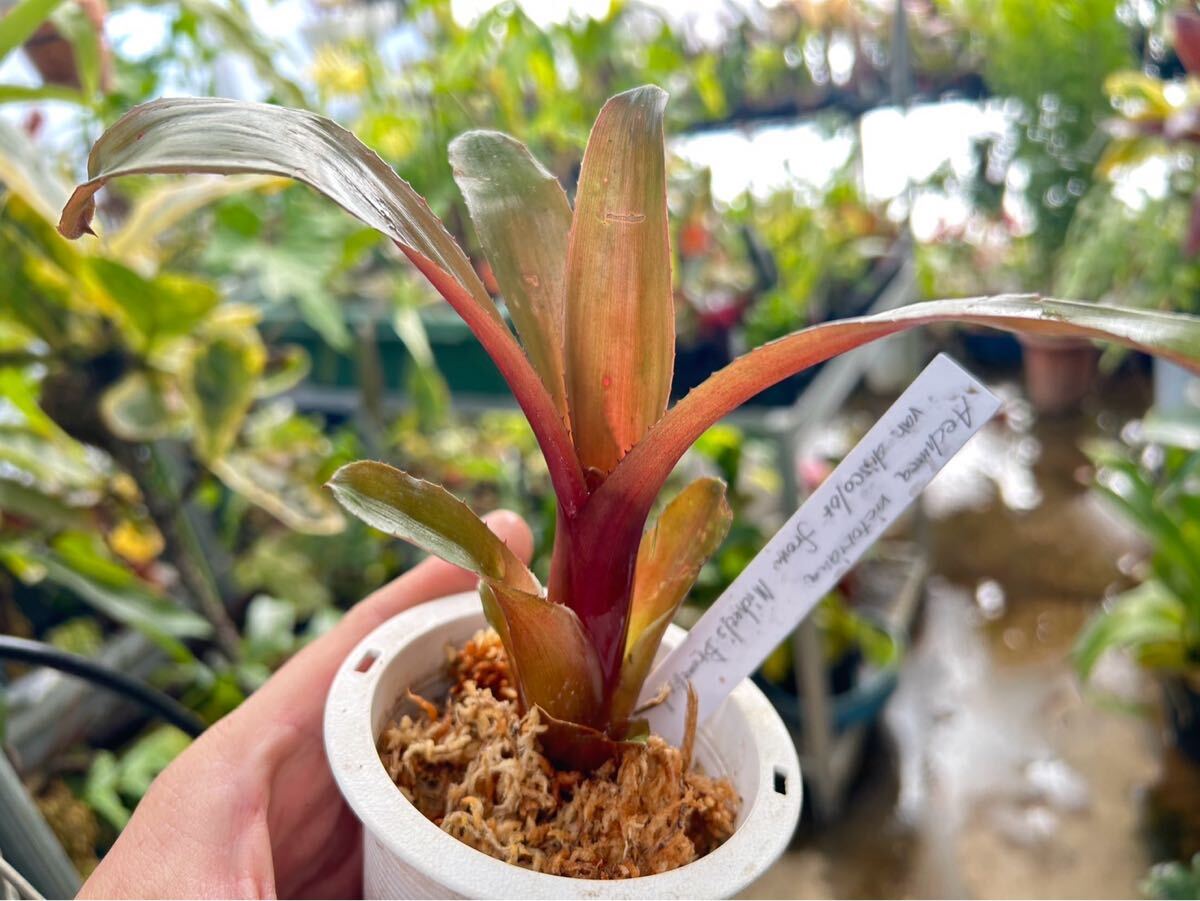 Yahoo!オークション - エクメア・ヴィクトリアナ・ディスカラー Aechme...