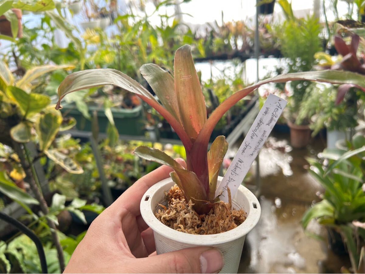 Yahoo!オークション - エクメア・ヴィクトリアナ・ディスカラー Aechme...