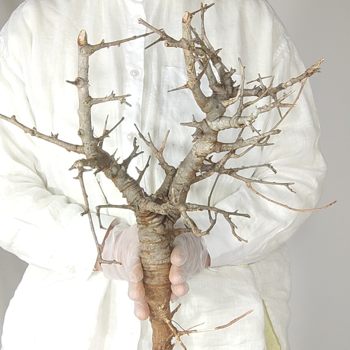 Yahoo!オークション - 【直輸入】ネグレクタ D036 大 ボスウェリア ネ...