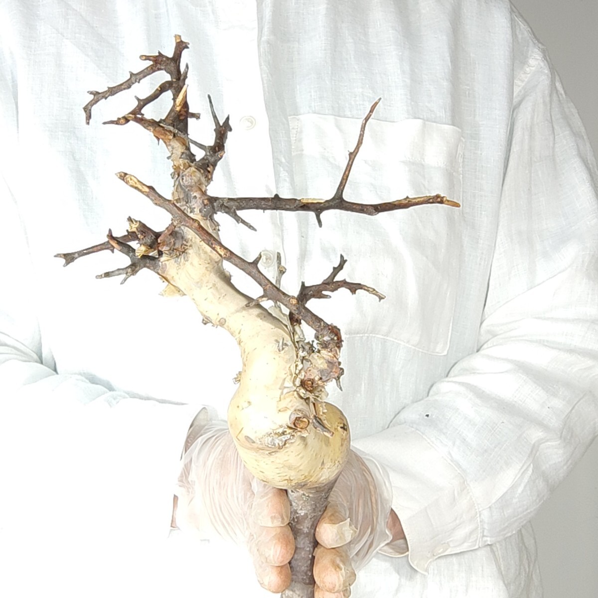 Yahoo!オークション - 【直輸入】カタフ D025 コミフォラ カタフ ピュ...