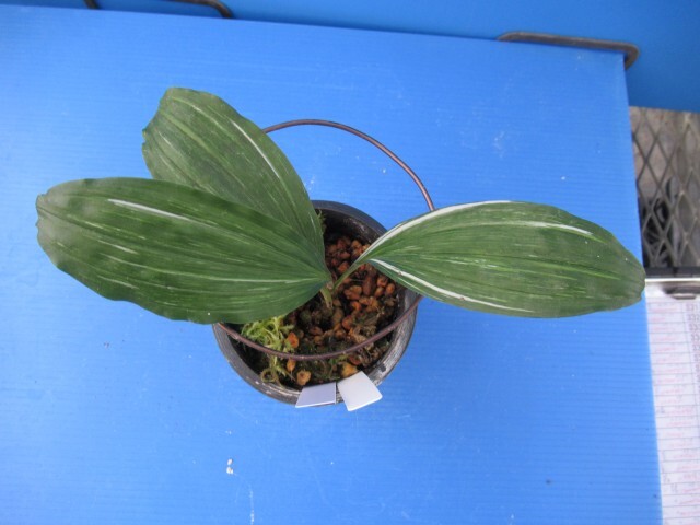 Yahoo!オークション - 80Nえびね蘭 360 神山の幻 柄物 山野草 エビ...