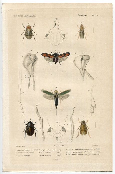 Yahoo!オークション - 1836年 Cuvier 動物界 昆虫類 カメムシ目 Pl.99 ...