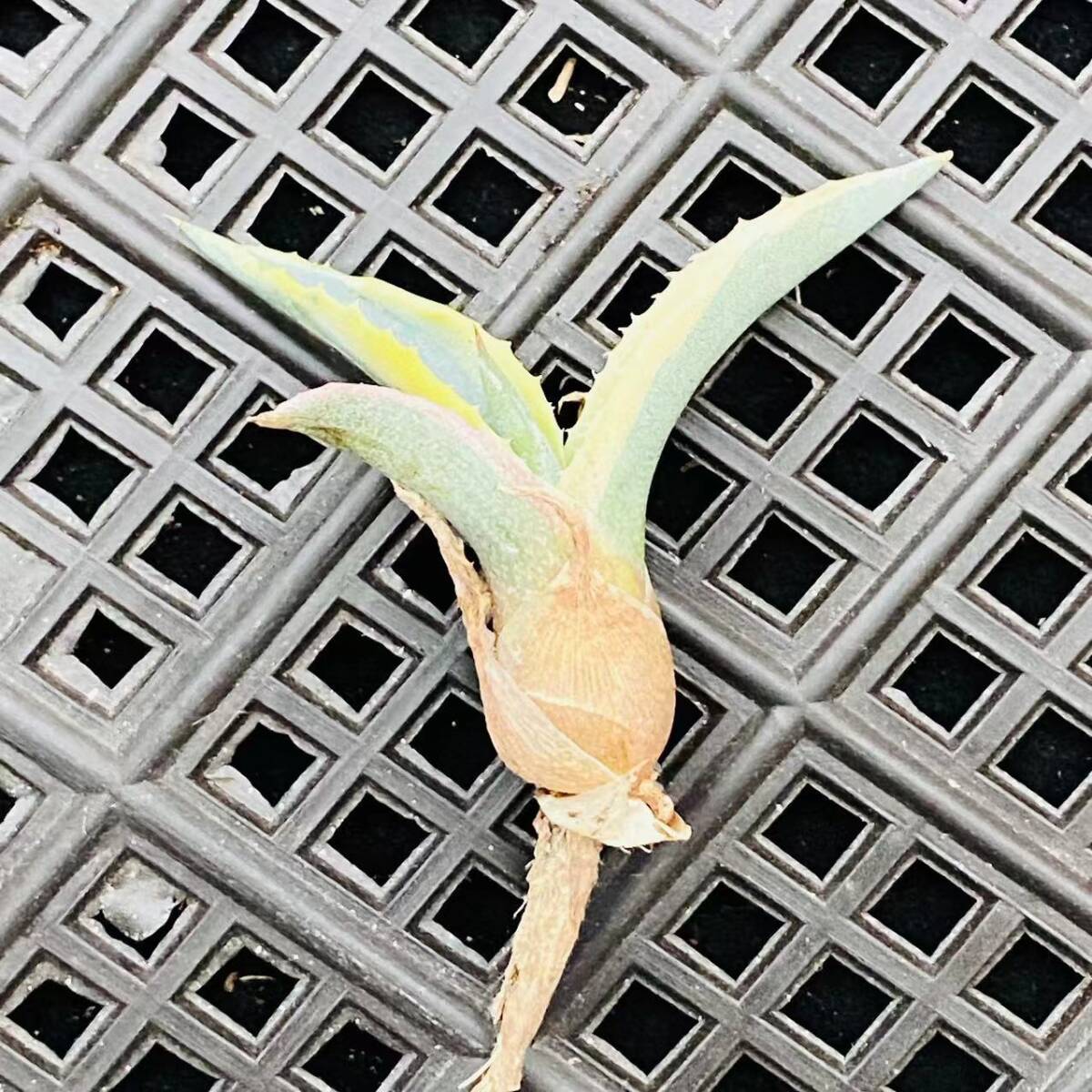 Yahoo!オークション - T72 アガベ サルミアナ リップルエフェクト 覆輪...