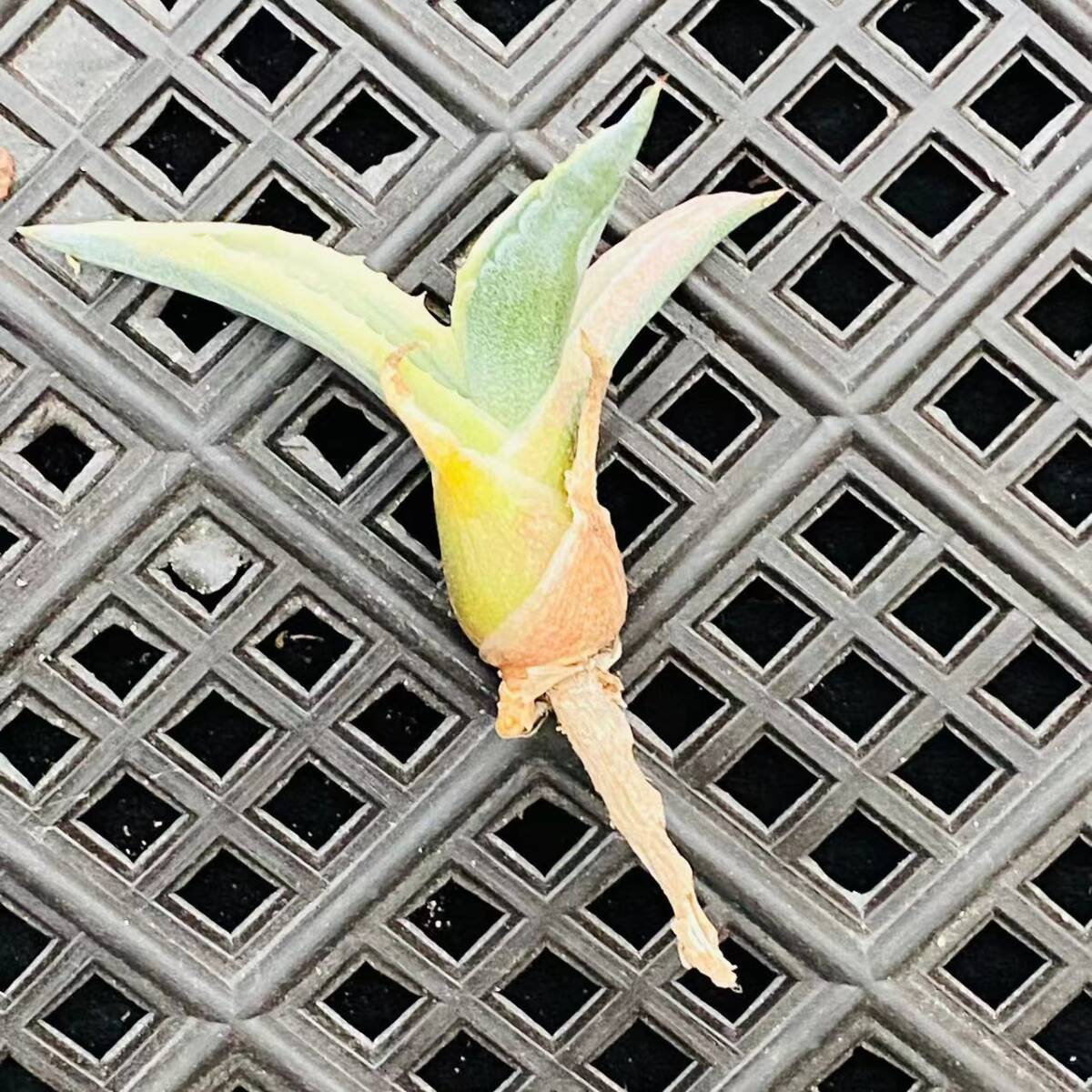 Yahoo!オークション - T72 アガベ サルミアナ リップルエフェクト 覆輪...