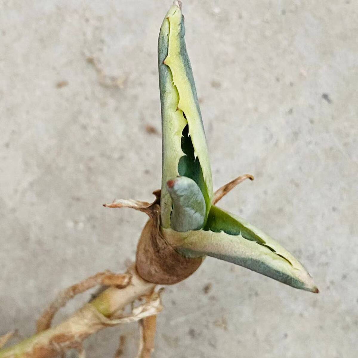 Yahoo!オークション - T73 アガベ 多肉植物 オバティフォリア オルカ稀...