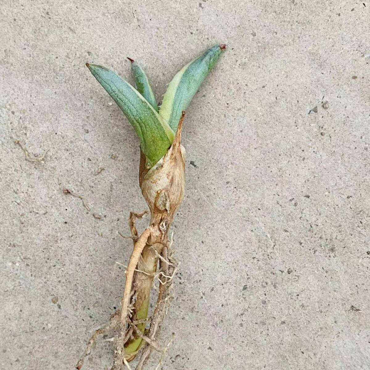 Yahoo!オークション - T73 アガベ 多肉植物 オバティフォリア オルカ稀...