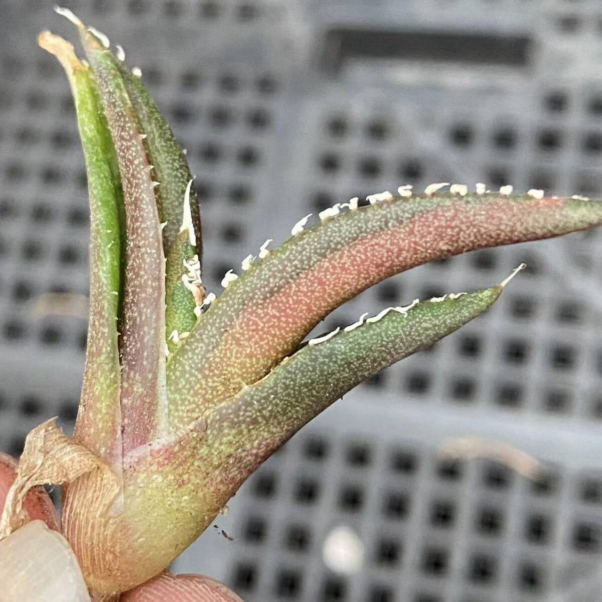 Yahoo!オークション - A76 アガベチタノタ 大白鯊Agave ホオジロザメ ...