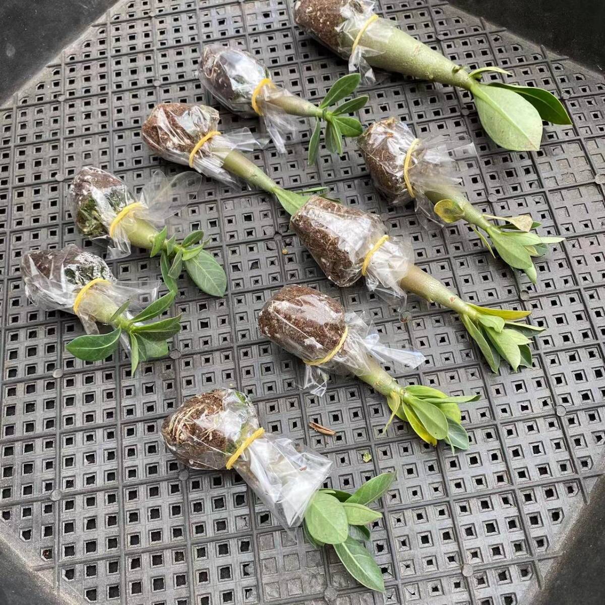 Yahoo!オークション - B86 アデニウム オベスム Adenium obesum 塊根植...