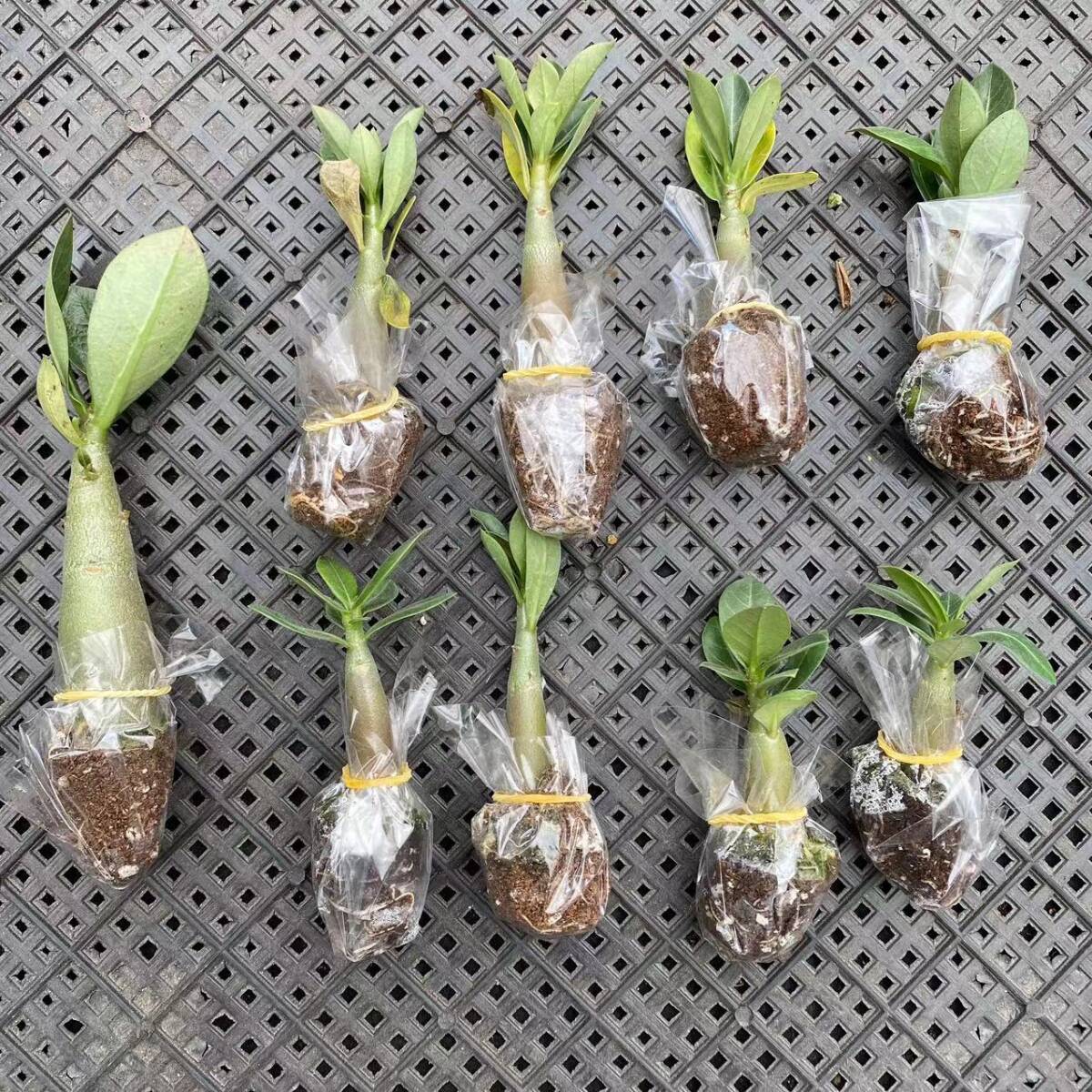 Yahoo!オークション - B86 アデニウム オベスム Adenium obesum 塊根植...