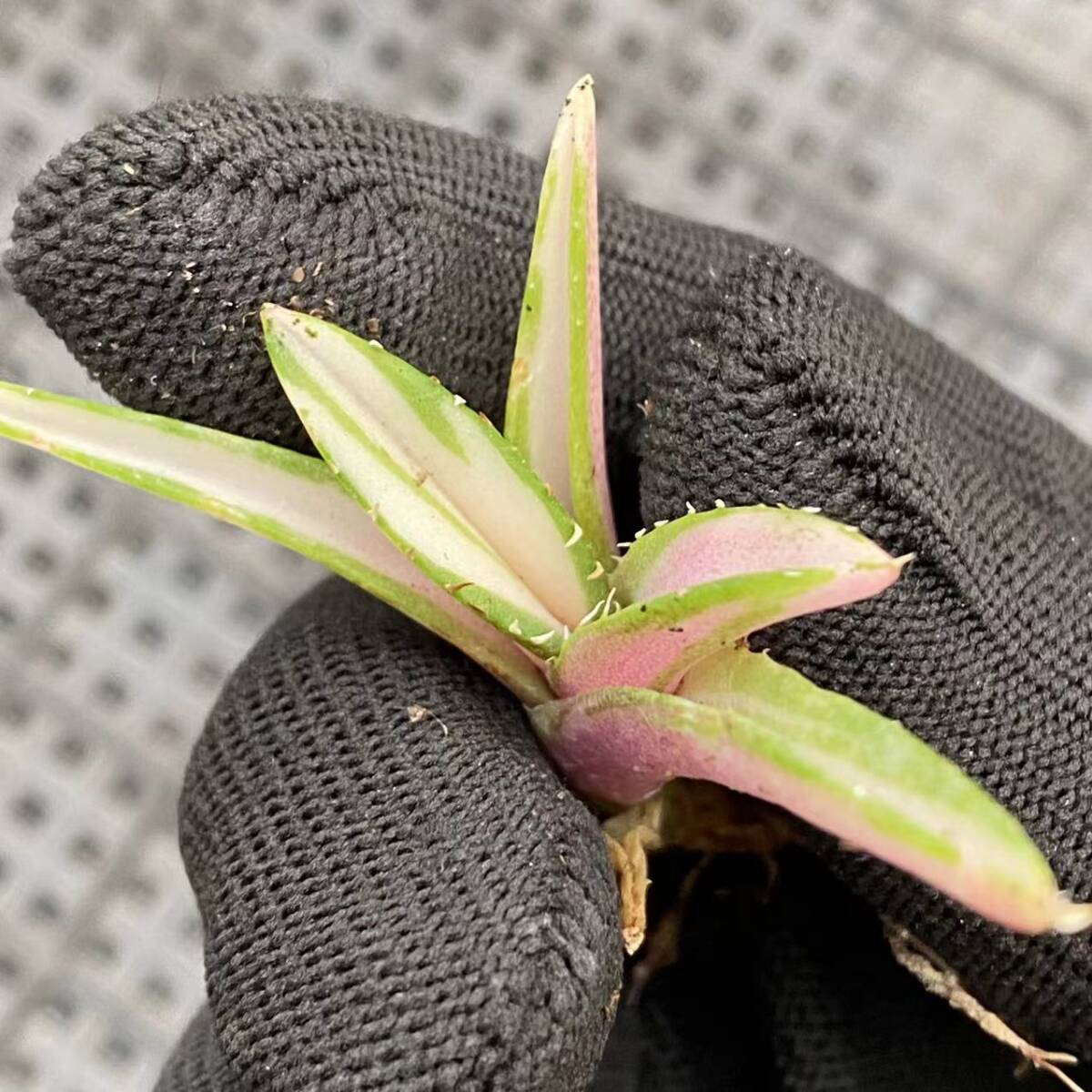 Yahoo!オークション - B92 アガベ チタノタ 姫厳竜錦 鮮明中斑錦 極上...