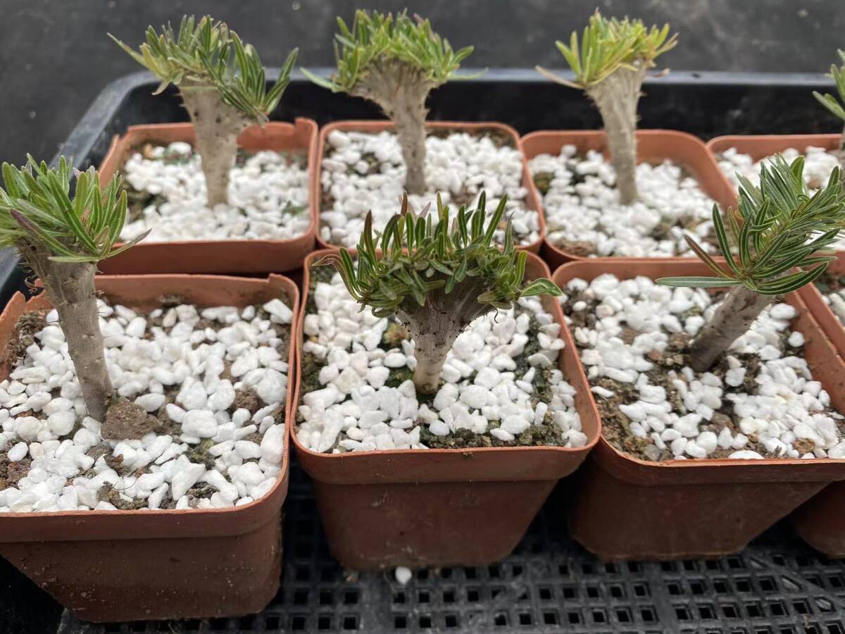 Yahoo!オークション - B64 パキポディウム グラキリス 綴化 実生 seedl...