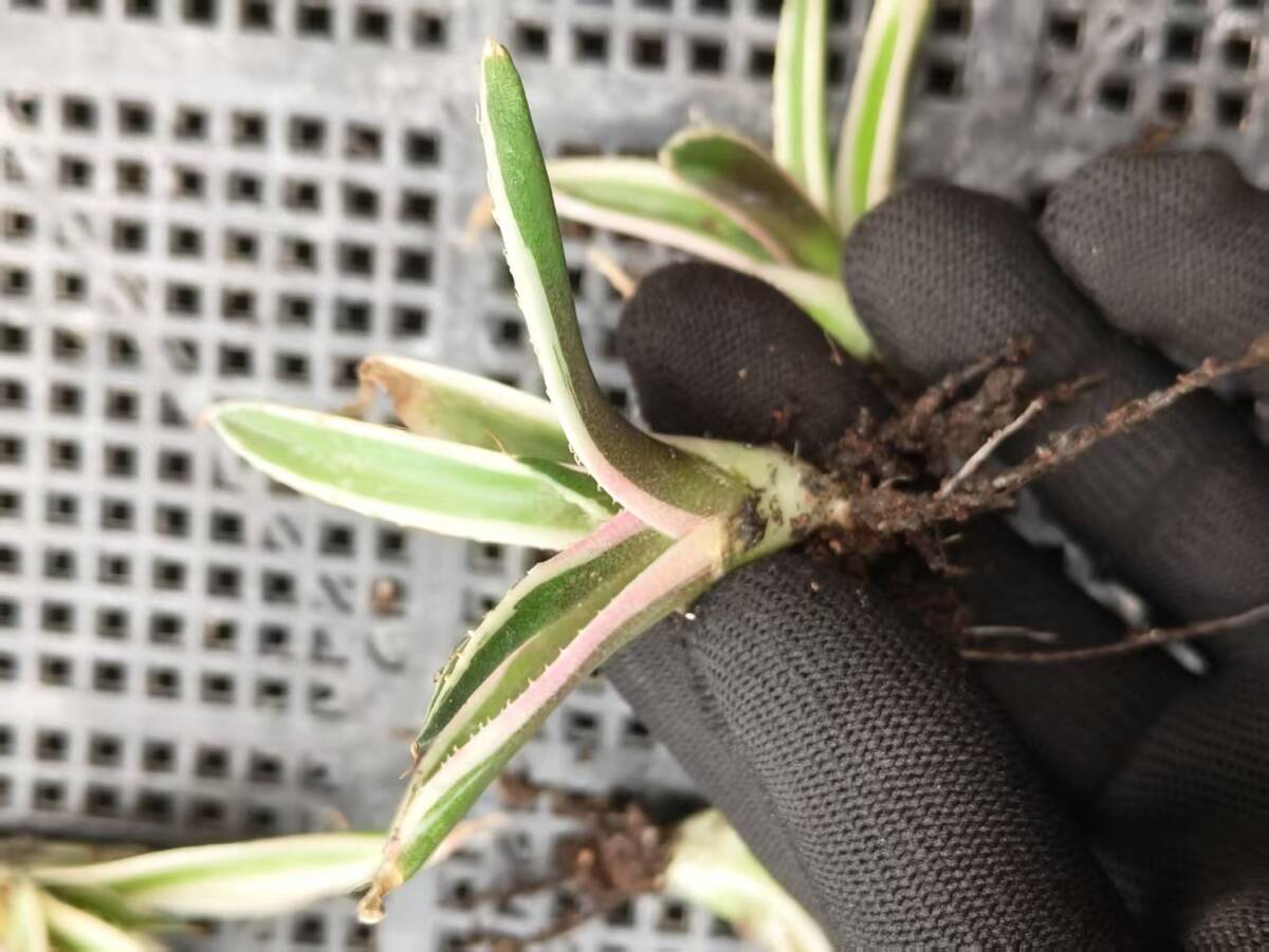 Yahoo!オークション - B91 アガベ チタノタ スナグルトゥース 極上株 6...