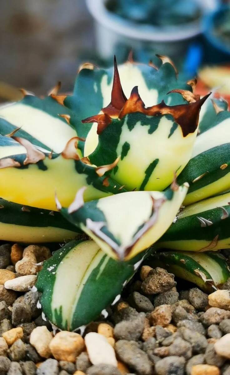 Yahoo!オークション - B92 アガベ チタノタ 姫厳竜錦 鮮明中斑錦 極上...